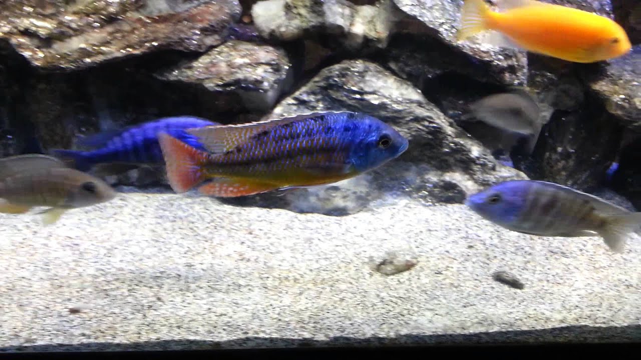 120 tall aquarium Fluval FX 5 Rena xp3 Rena xp4 - YouTube
