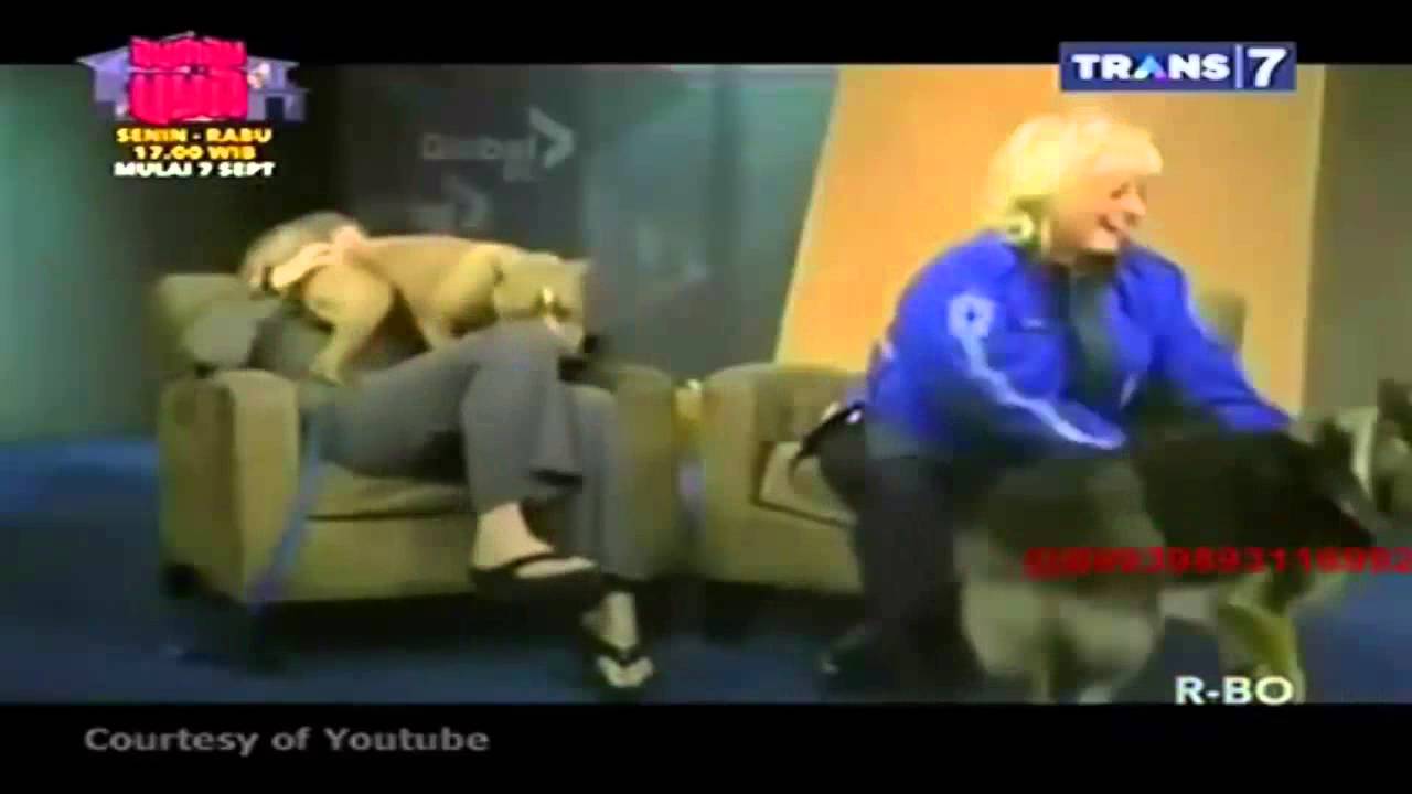 On The Spot Trans 7 Terbaru - Video Hewan yang Mengganggu Reporter ...