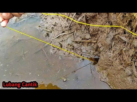 SPOT BARU MANCING BELUT DI SAWAH KETEMU LUBANG CANTIK