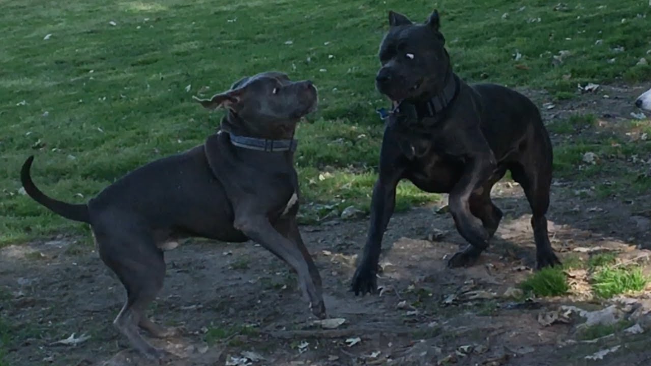 Cane Corso Gets Double Paw Swiped - YouTube