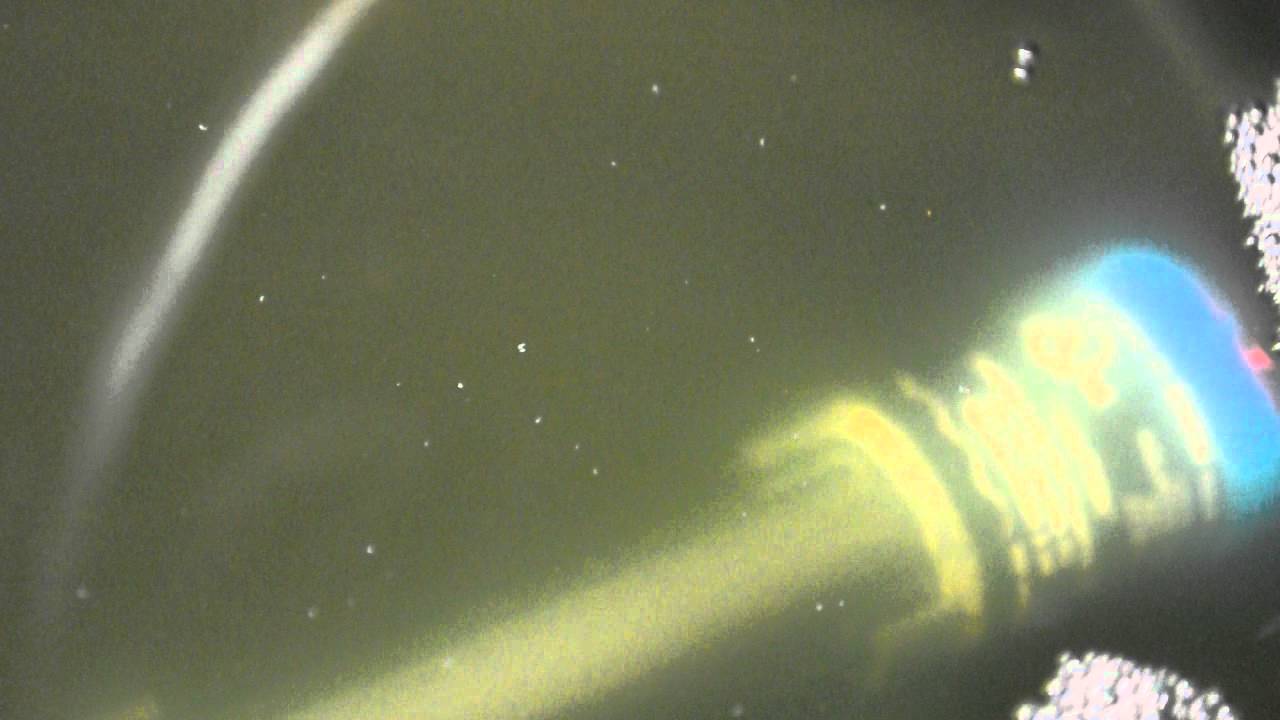 Lightning Maroon Clownfish larvae, 0 hours post hatch - DSC_0066.AVI ...