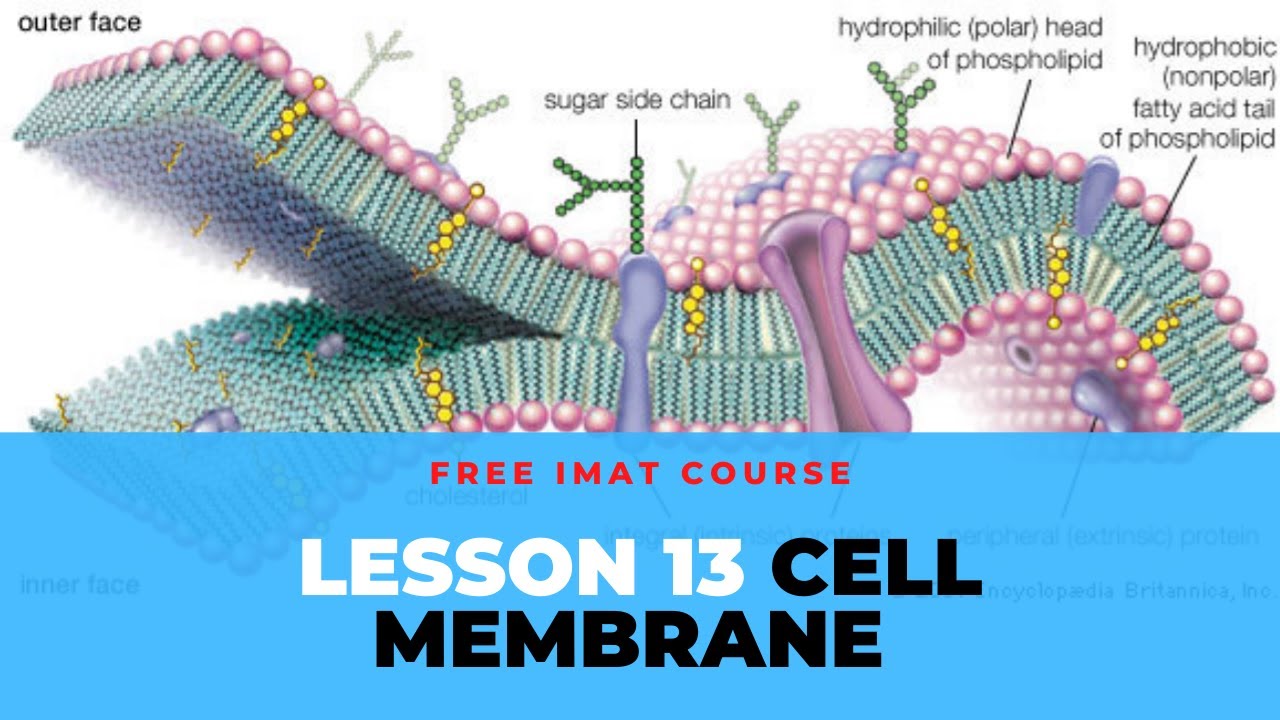 Biology | Cells | Membranes Permeability | IMAT | EnterMedSchool (OLD ...