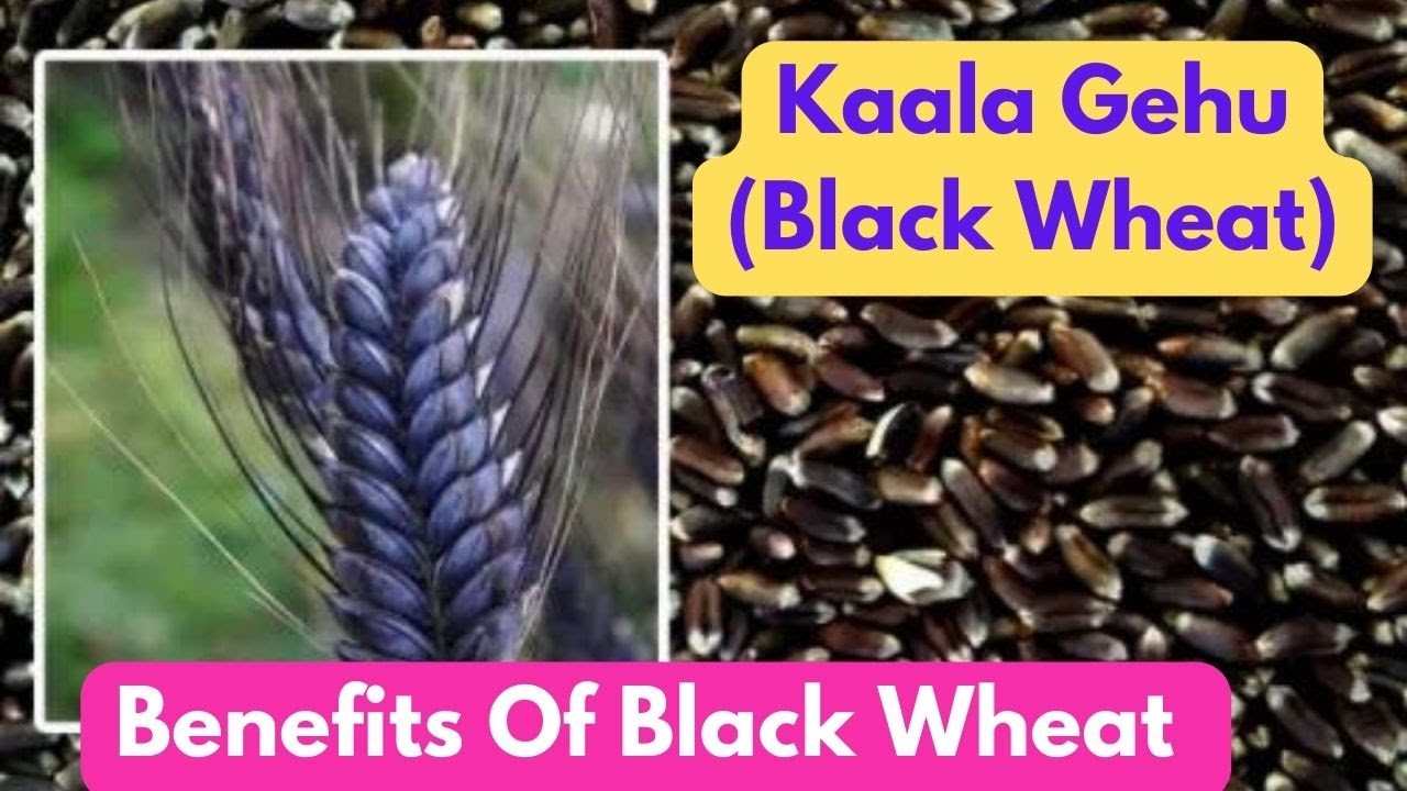 What Is Black Wheat? Why It Is Black In Color? What are the benefits of ...