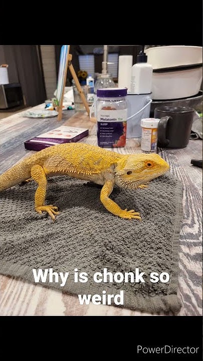 chonk is strange #shorts #beardeddragon #lizard #beardie #reptile #pagona #CHONK - YouTube