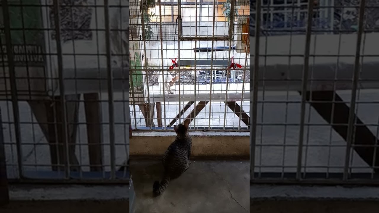 leng2 vs saling pusa 😄😄😄 - YouTube