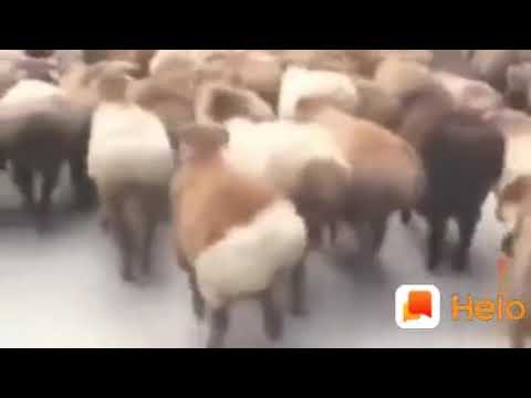 sheeps dancing - YouTube