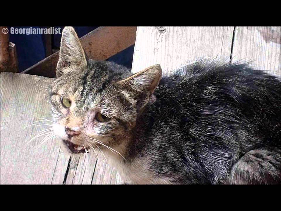 The sick cat - YouTube
