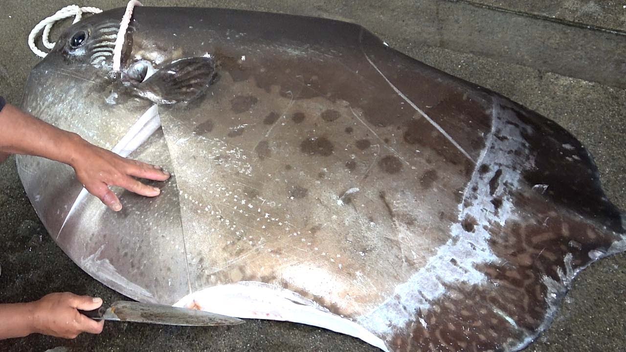 Giant Ocean Sunfish (Mola Mola)曼波魚 - Taiwanese Fixed fishing ground ...