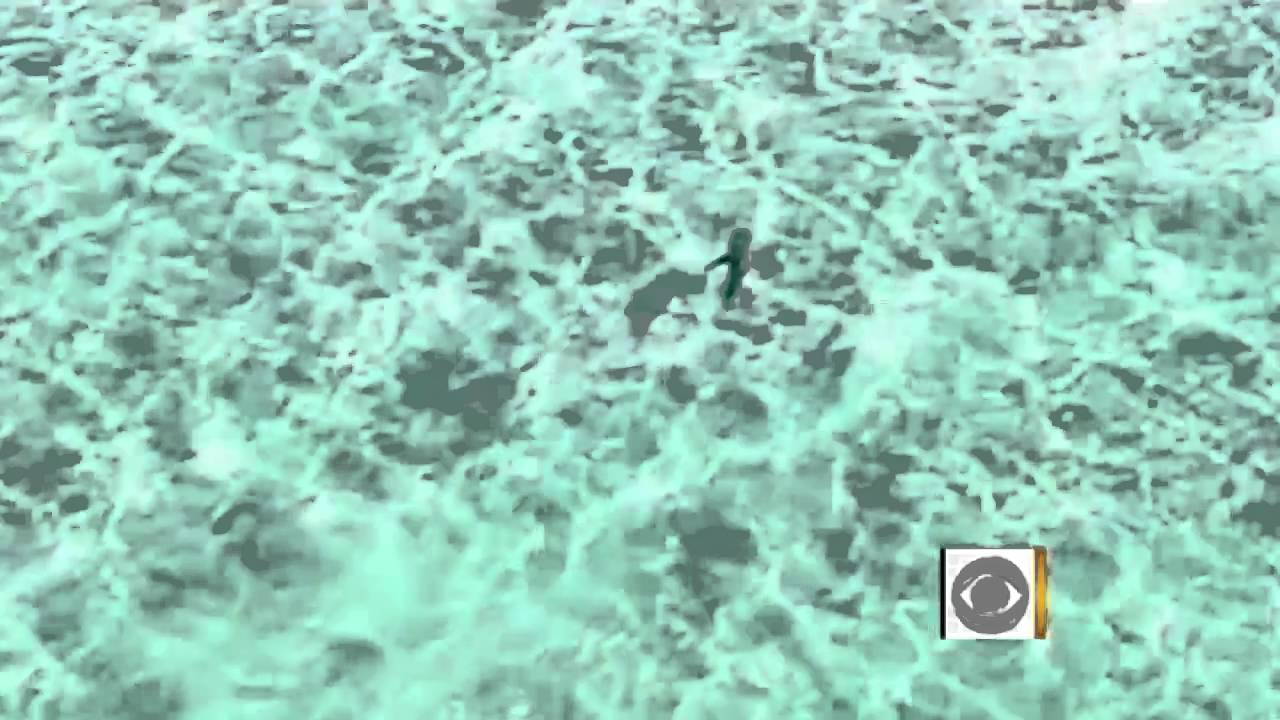 Shark Swarm Off Florida Coast - YouTube