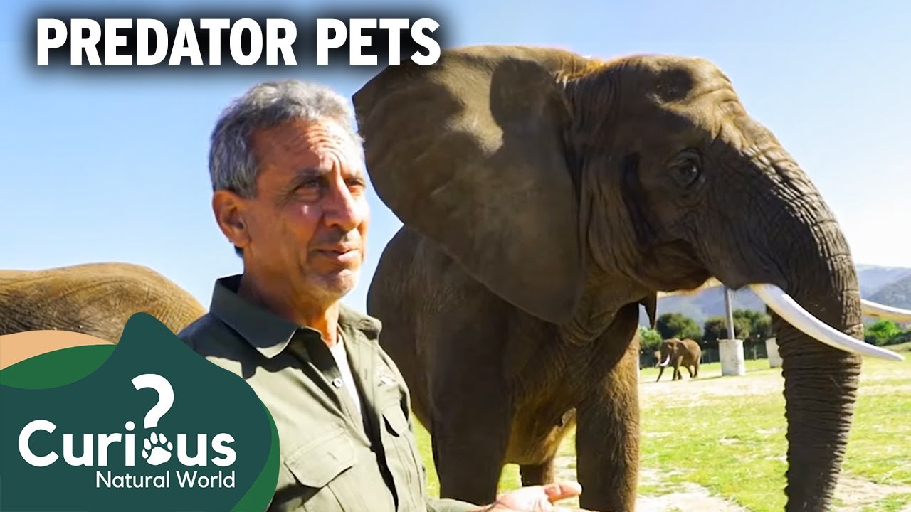 Gentle GIANTS That Can Kill You - Charlies Elephants | Predator Pets ...