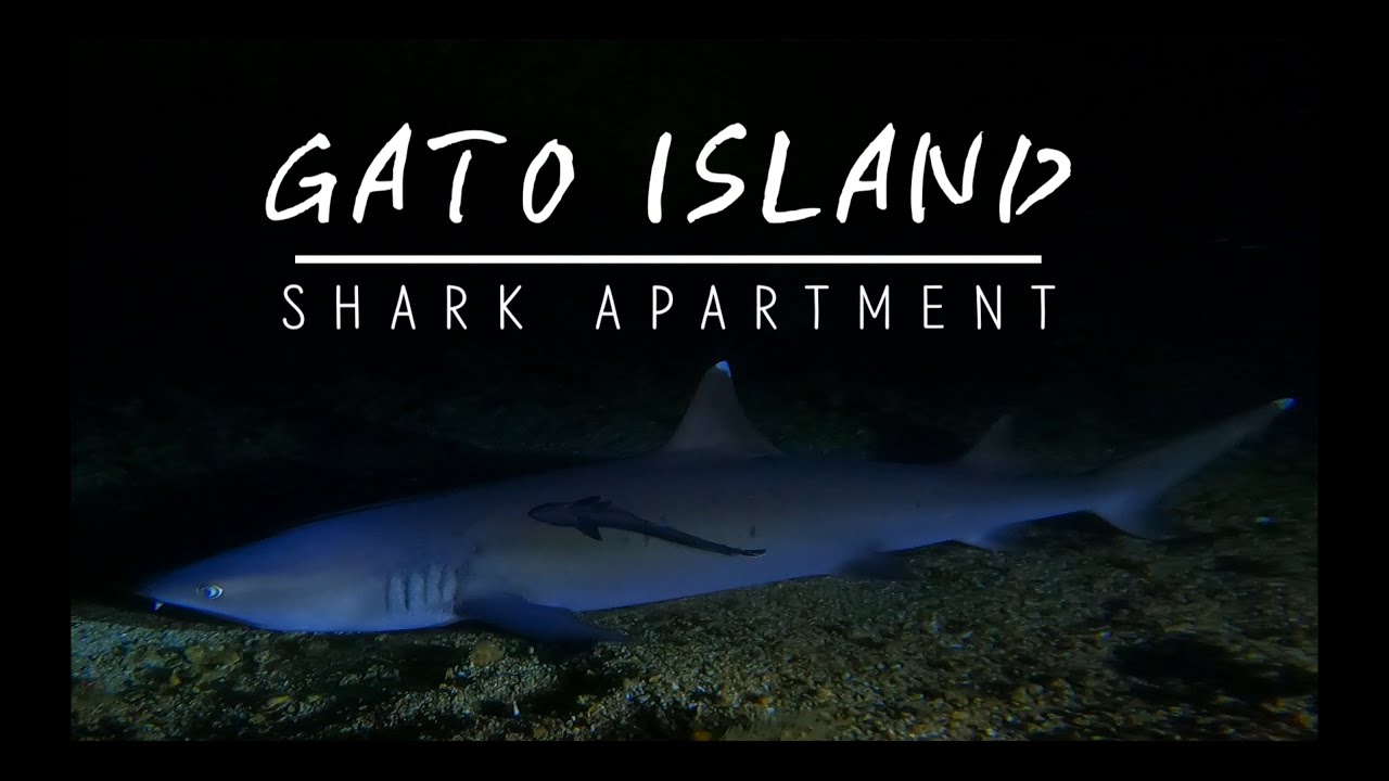2023🦈Shark Apartment ️ㅣGATO ISLAND DIVINGㅣMALAPASCUA DIVINGㅣ가토섬 다이빙ㅣ ...