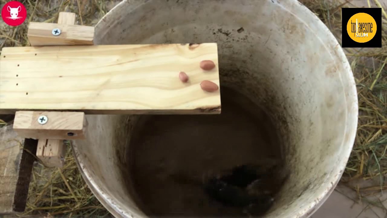 CAUGHT 7 MOUSE IN 10MINS genius TRAP EVERYBODY CAN TRY2 - YouTube