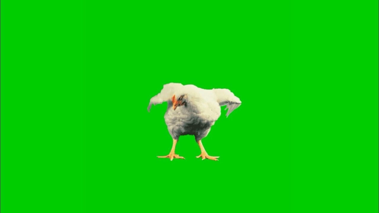 Green screen chicken(hen) with sound effect. An incredible effect that ...