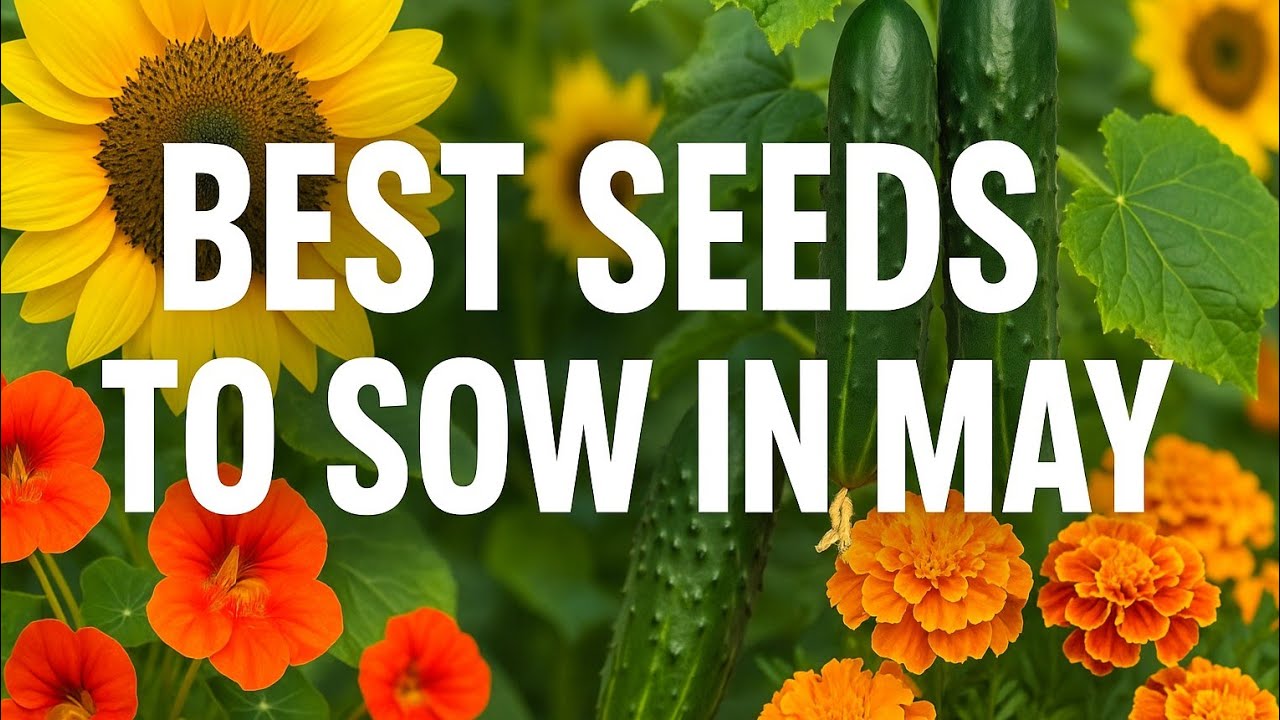 May Seeds To Sow and Grow Now // Bee and Pollinator Friendly Flowers ...