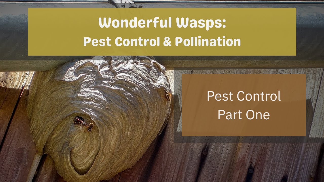 Wonderful Wasps | Pest Control Part One - YouTube