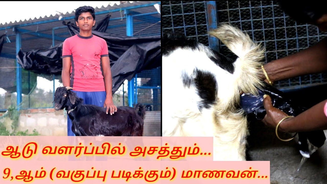 Aadu valarpu in tamilnadu/aadu valarpu murai in tamil/goat farming in ...