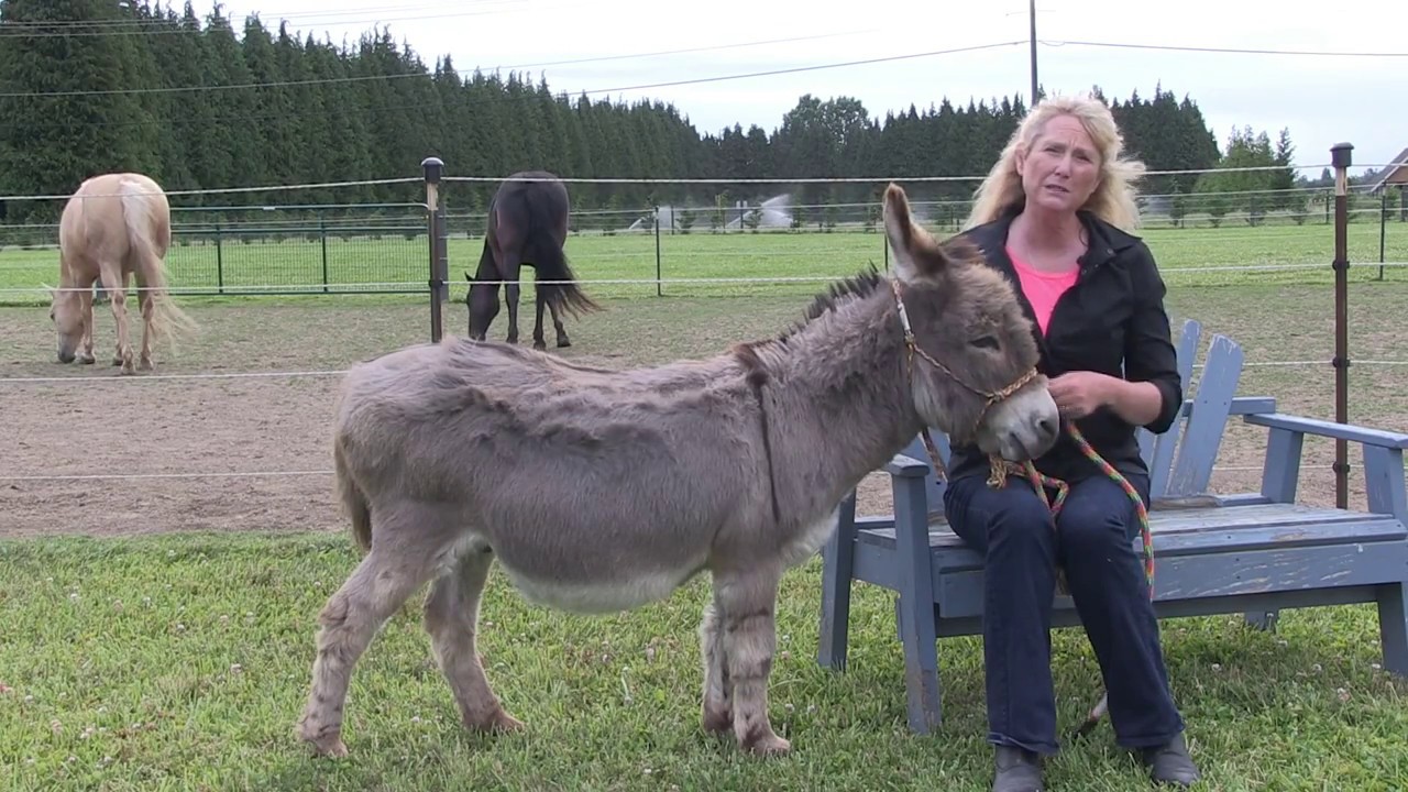 Donkey Training Donkey 102 E-Training - Pick Up Foot - YouTube