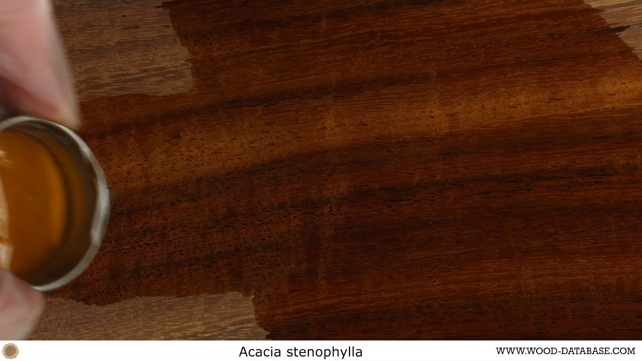 River cooba (Acacia stenophylla) - YouTube