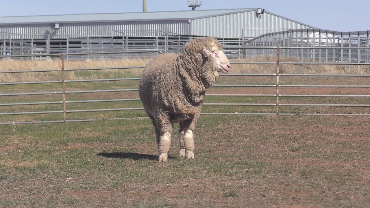 LOT 16 - KP735. Kerin Poll Merino Stud 2018 - YouTube