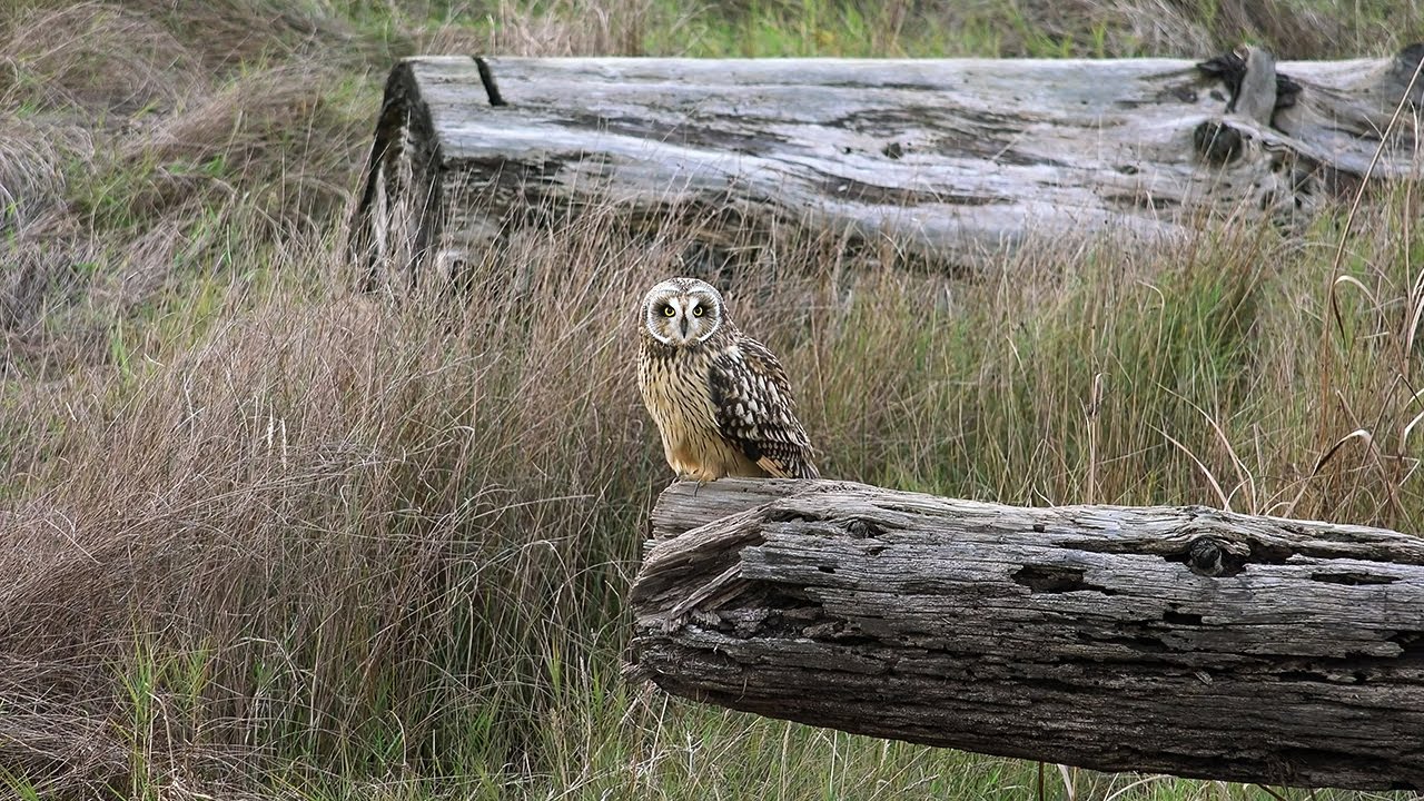 Short Eared Owls hunting voles - YouTube