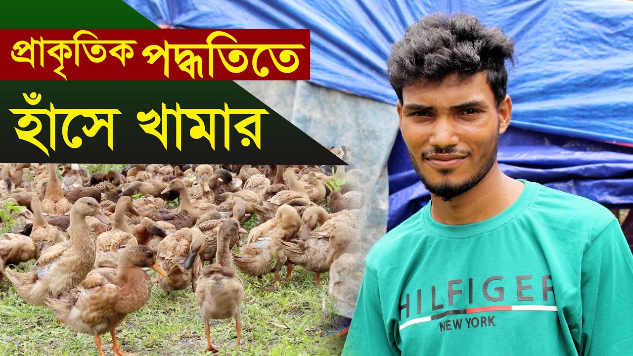 নতুন উদ্যোক্তার প্রাকৃতিক প্রদ্ধতিতে হাঁসের খামার I Haser khamar I Duck ...