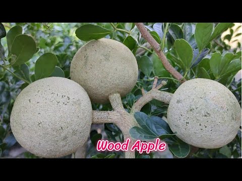 Thai All Time Wood-apple, थाई ऑल टाइम वुड-ऐप्पल, Kadbel, Farming In ...