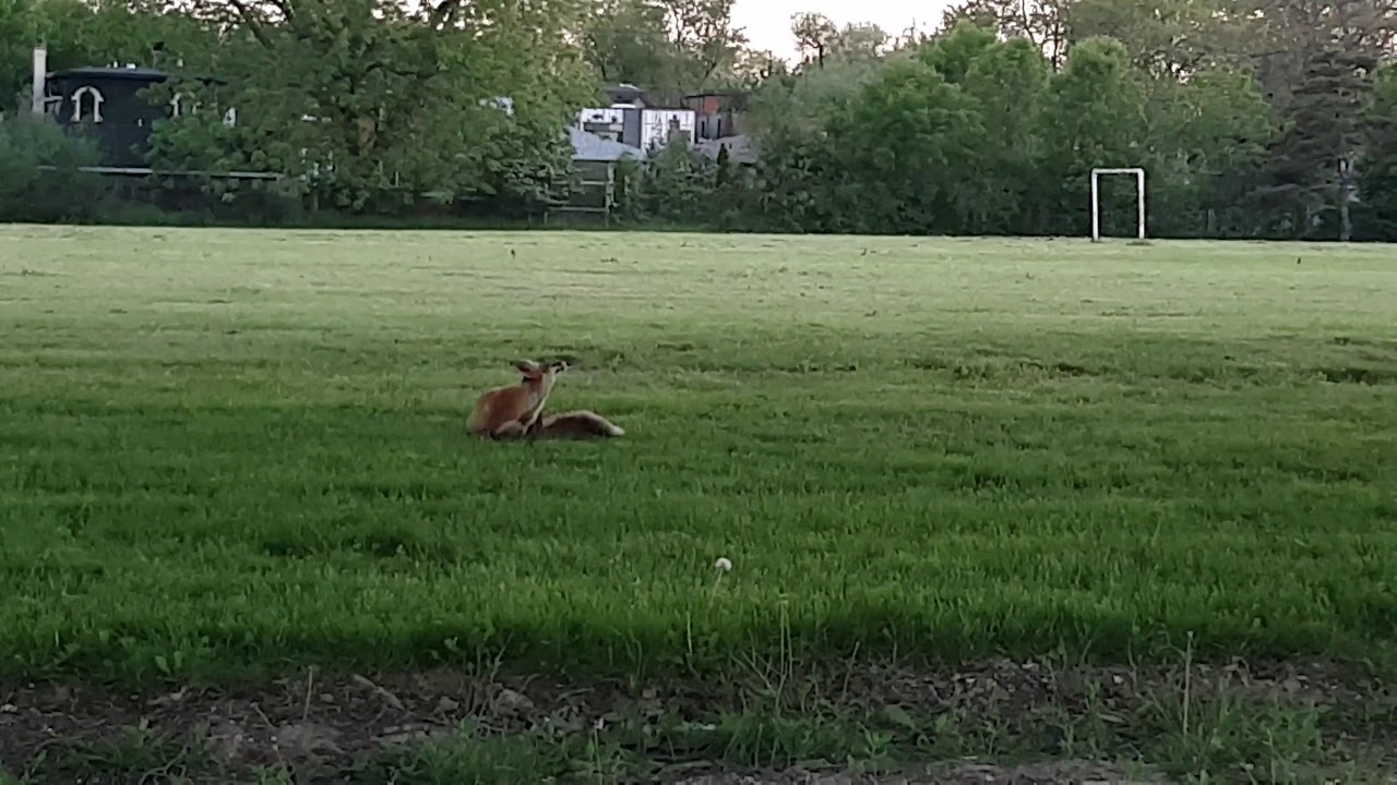Itchy Fox - YouTube