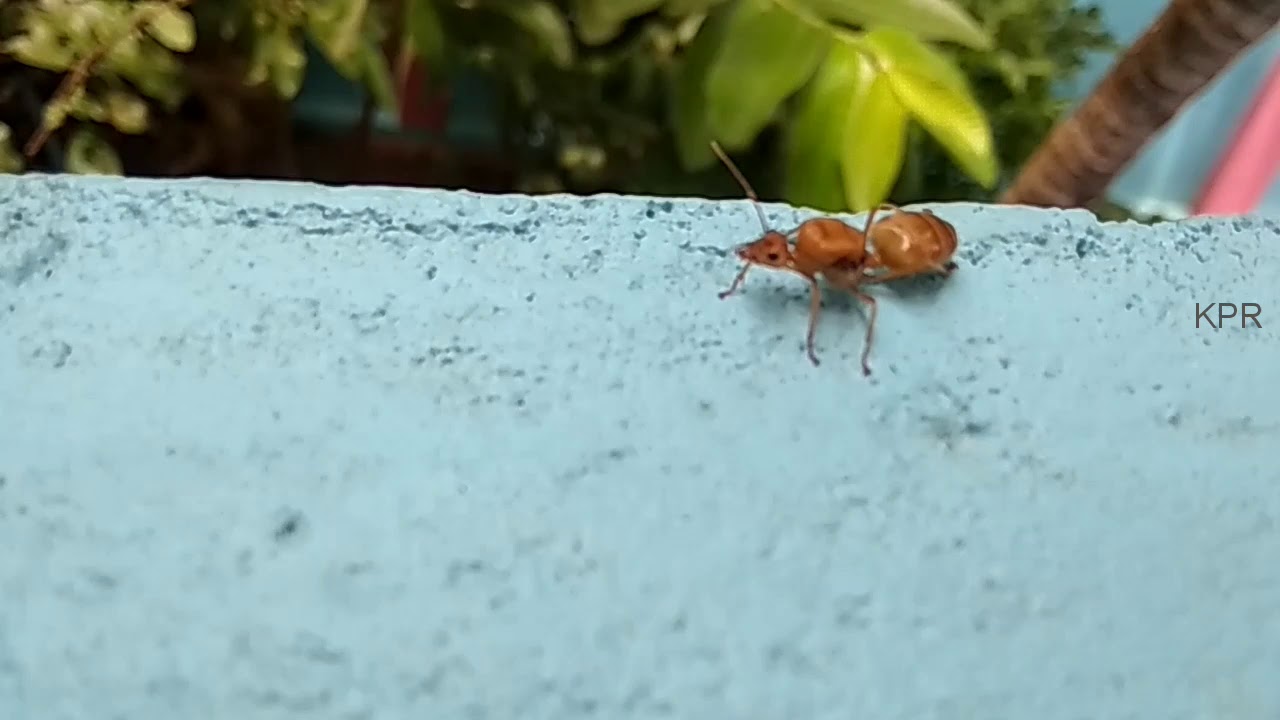 RED QUEEN ANT walk on wall - YouTube