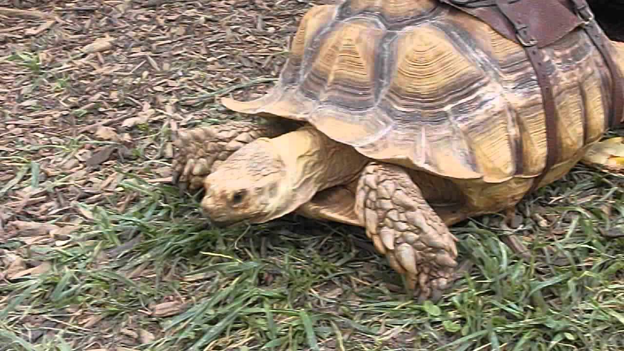 Renaissance Festival Tortoise - YouTube