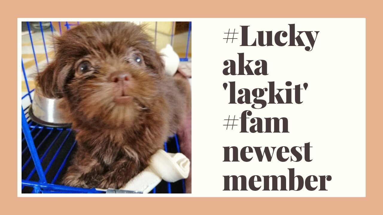 Shih Tzu | Choco liver line | "Lucky" newest Family member. - YouTube