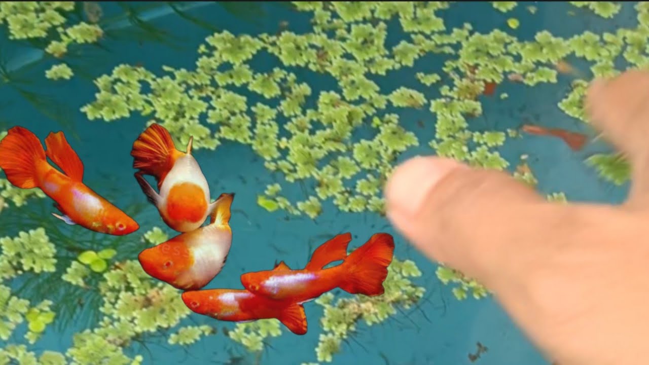 Guppy Breeding Project Update Dec. 2023 - YouTube