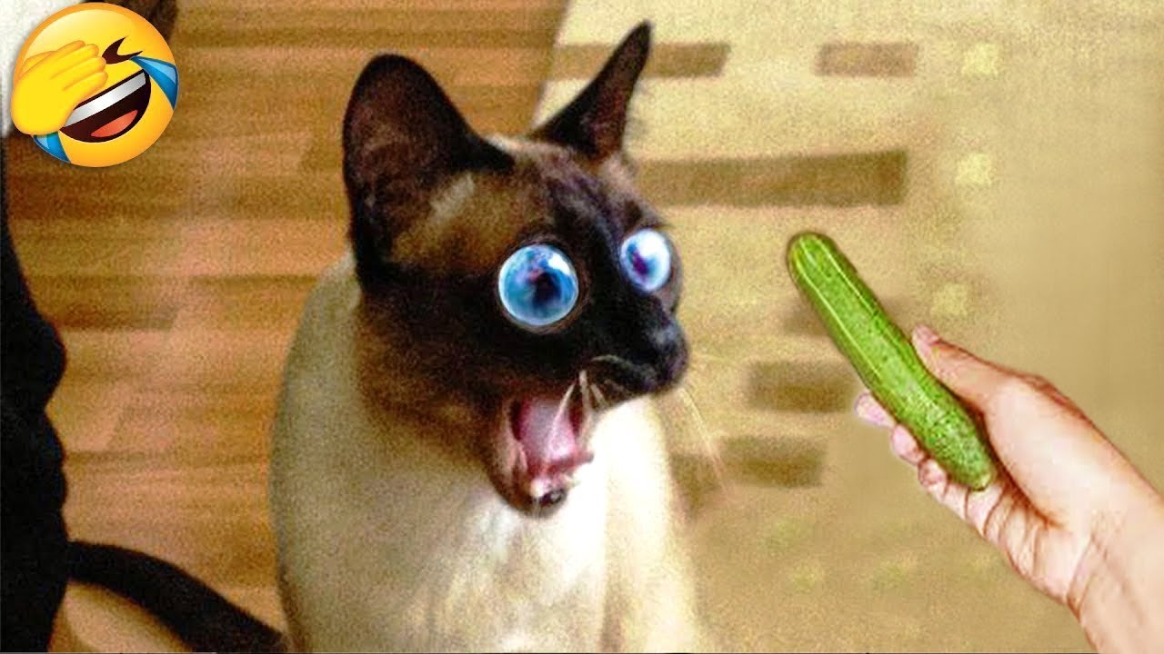 Can't stop laughing at these pets 🐶 😂 Funniest Animals #217 - YouTube