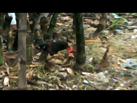 Rooster falls in love with stupid chicken |Rooster who love to hard ...