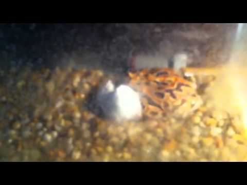 Frog eats bad pet hamster - YouTube