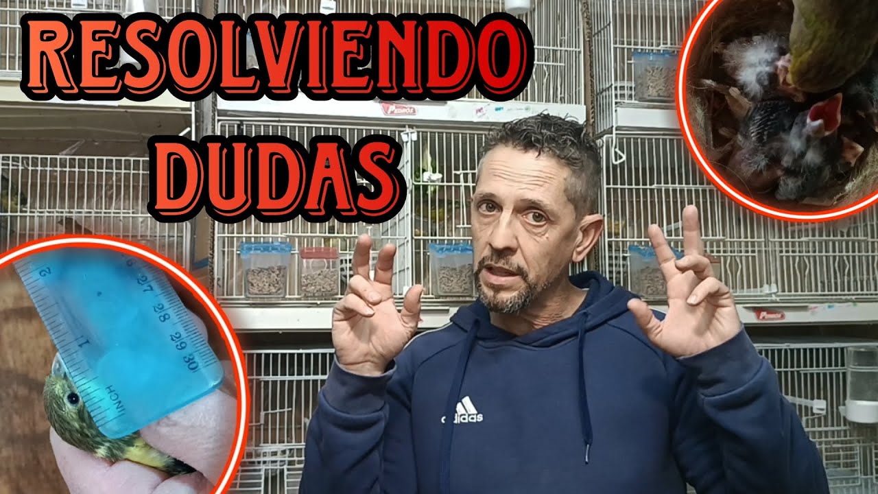 COMO DIFERENCIAR PICHONES HEMBRAS de PICHONES MACHOS y OTRAS DUDAS 🐦🤔 ...