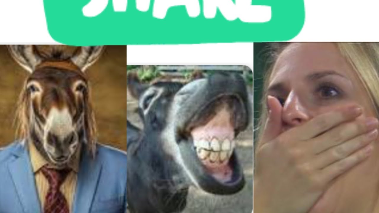 funny donkey memes funny donkey video funny donkey cartoon funny donkey ...