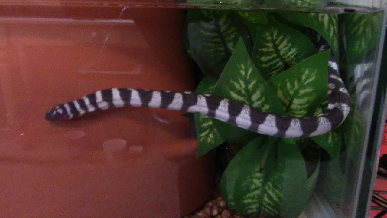 Banded File Snake - YouTube
