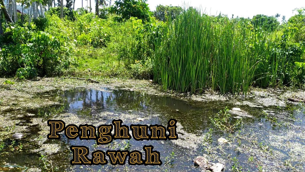 Ikan penghuni Rawah, Rakus-rakus mas bro - YouTube