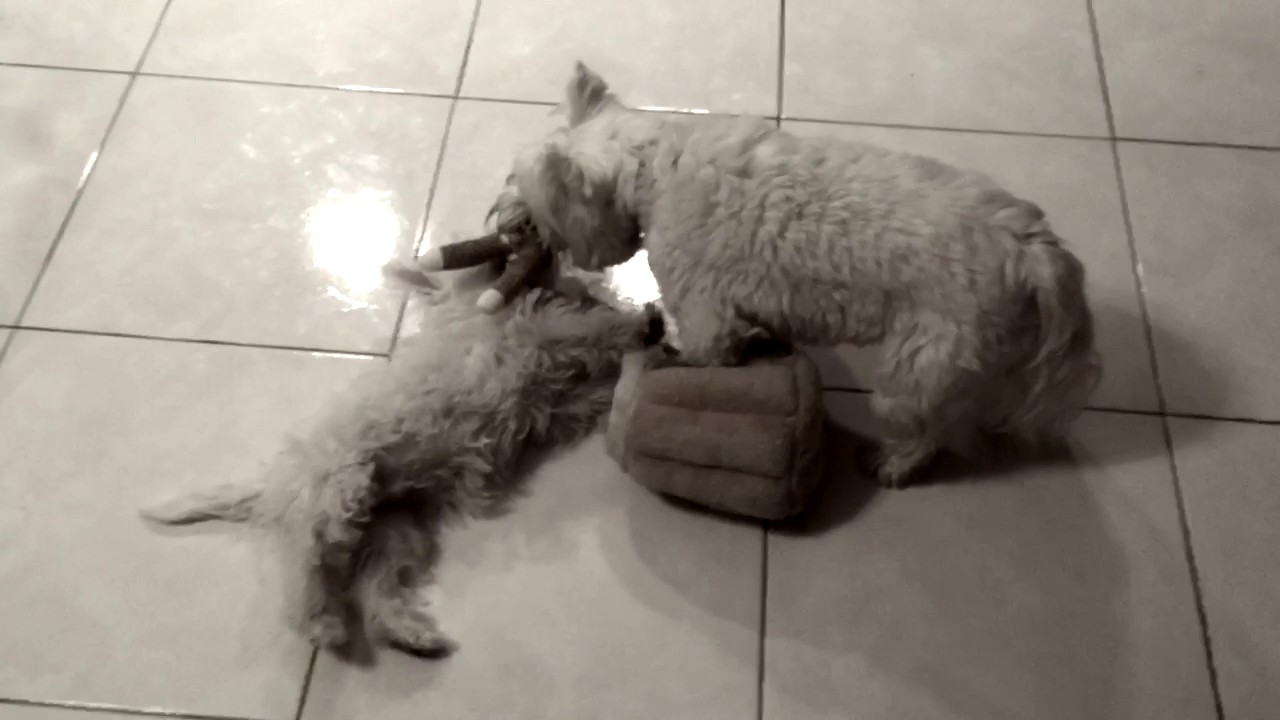 Tristan & Izzy: Basso Buffo - YouTube
