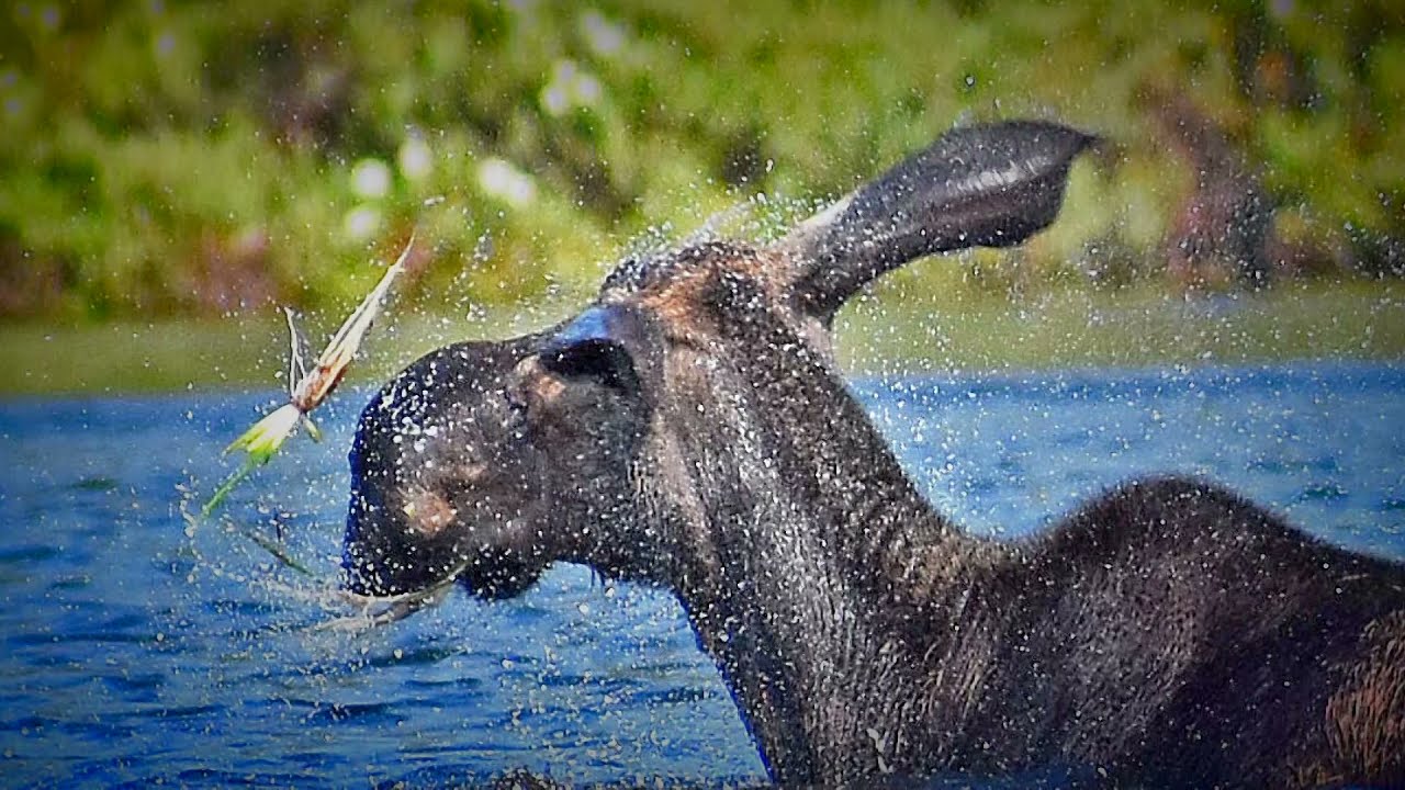 HOW TO BAXTER, Episode 1: Fishing - YouTube