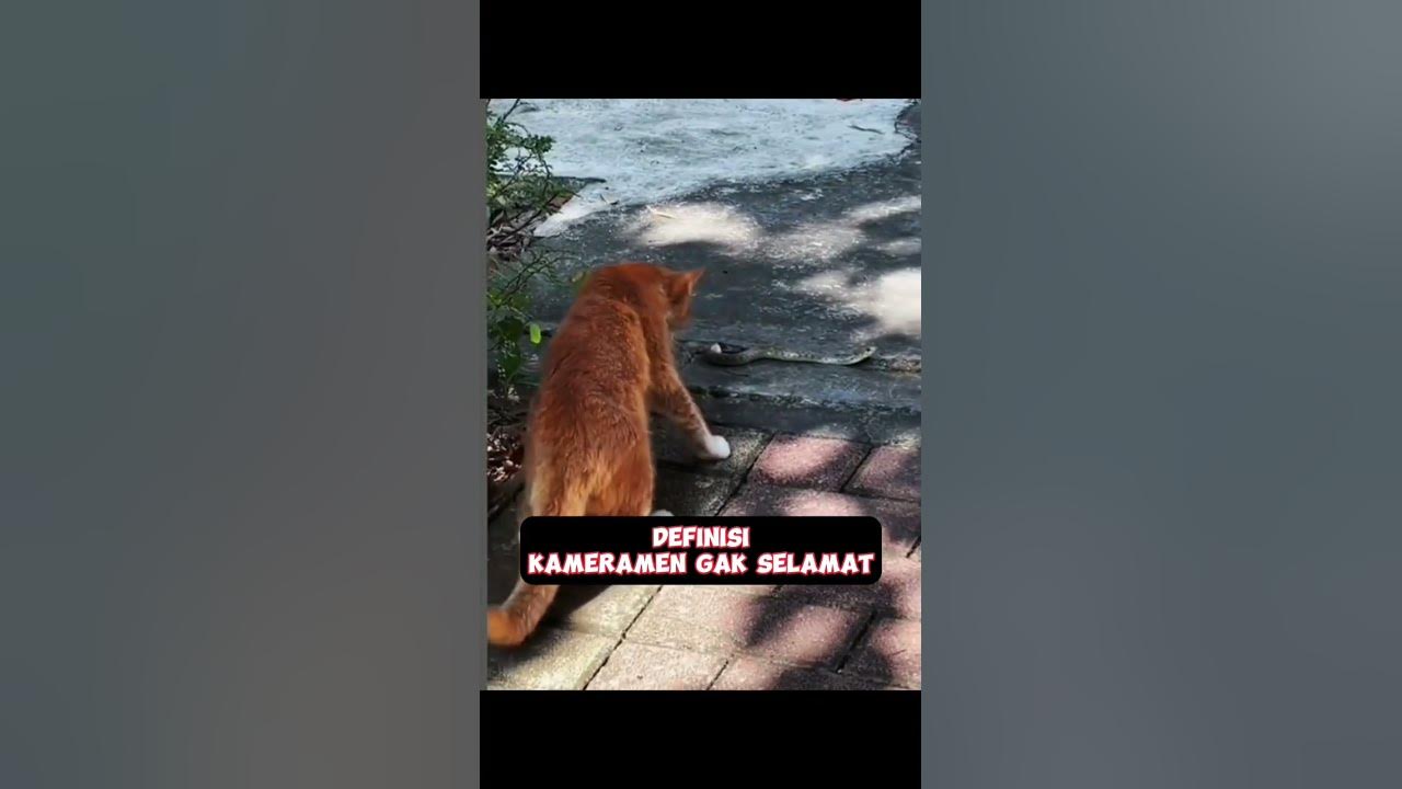 Kali Ini Kameramen Terancam 😂 Meme Lucu Terbaru Hari Ini Meme Lucu Kameramen Shorts