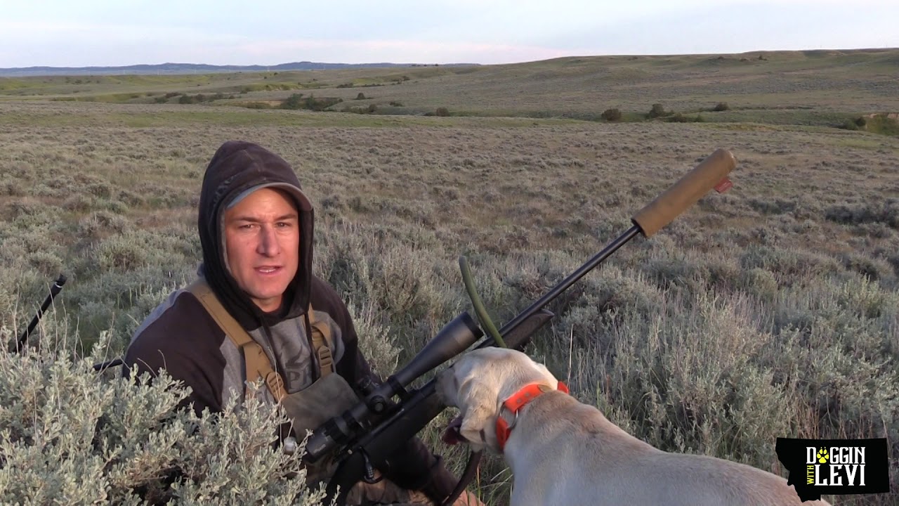 Cat Creek Calf Killer! - YouTube