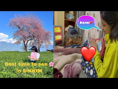 *Exploring Temi Tarku !!Cherry Blossom 🌸 !!BABY is enjoying in Sikkim ...