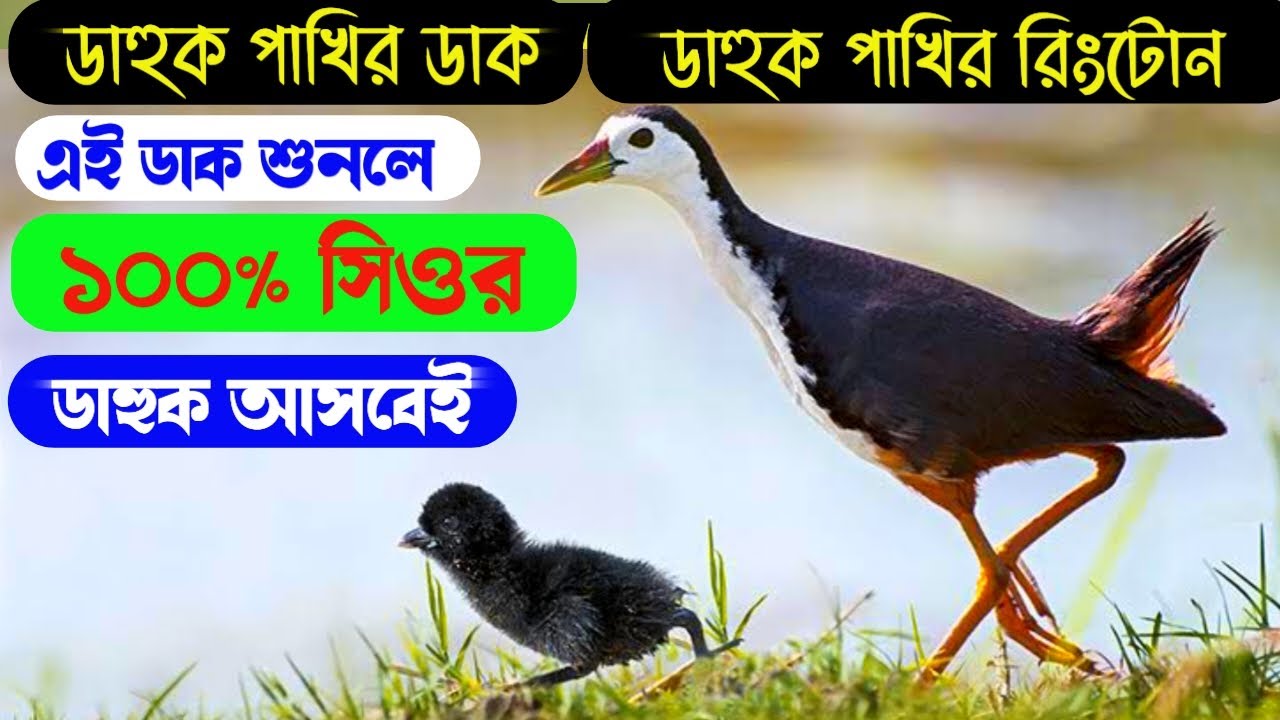Dauk Pakhir Dak | ডাহুক পাখির ডাক | Sura ruak ruak | Dakuk Bird Sound ...