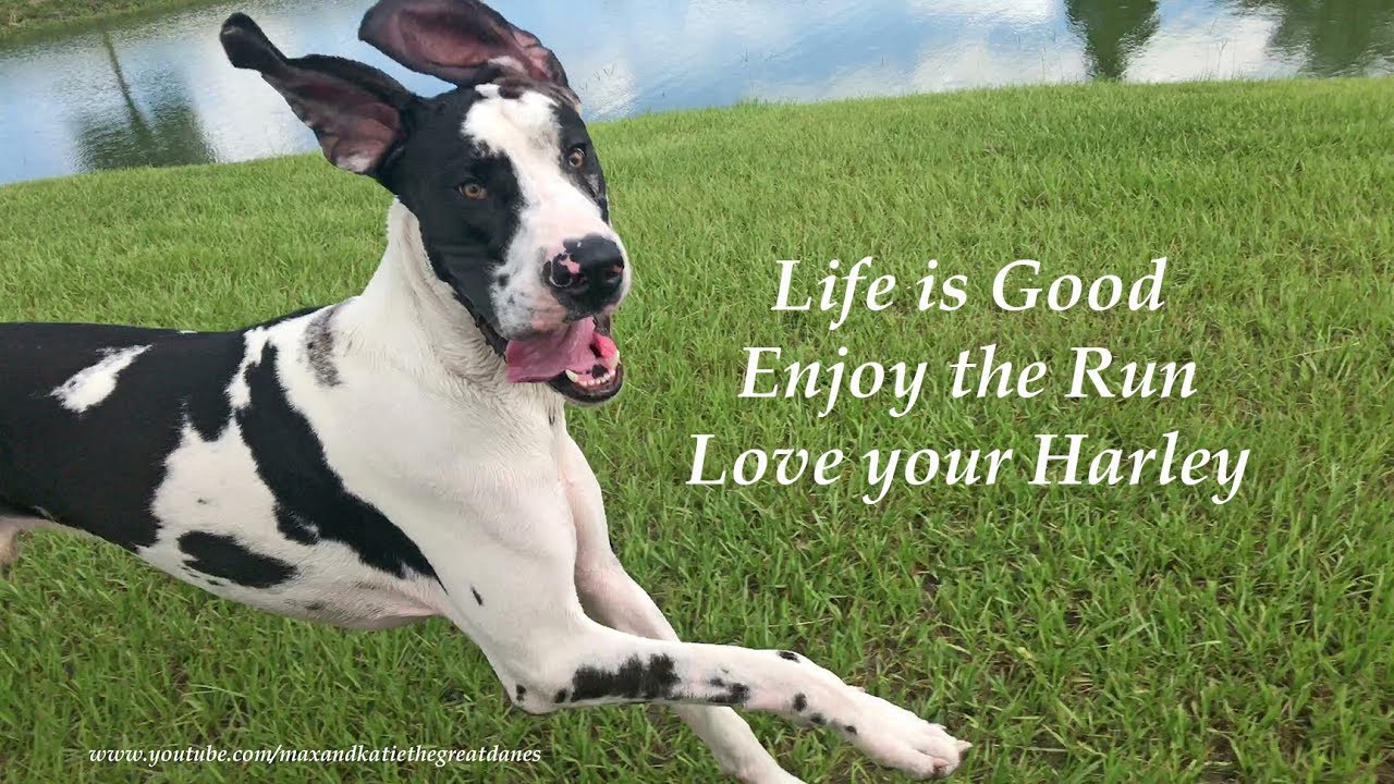 Goofy Harlequin Great Dane Loves To Run - YouTube