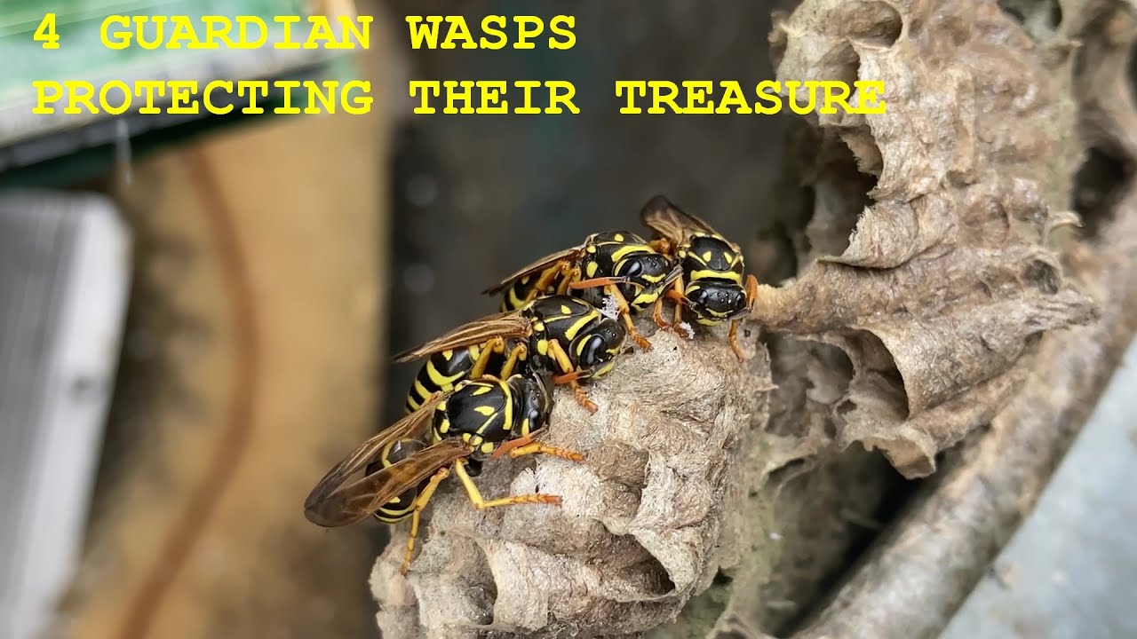 Trash To Treasure #001 - four guardian wasps protecting their treasure ...