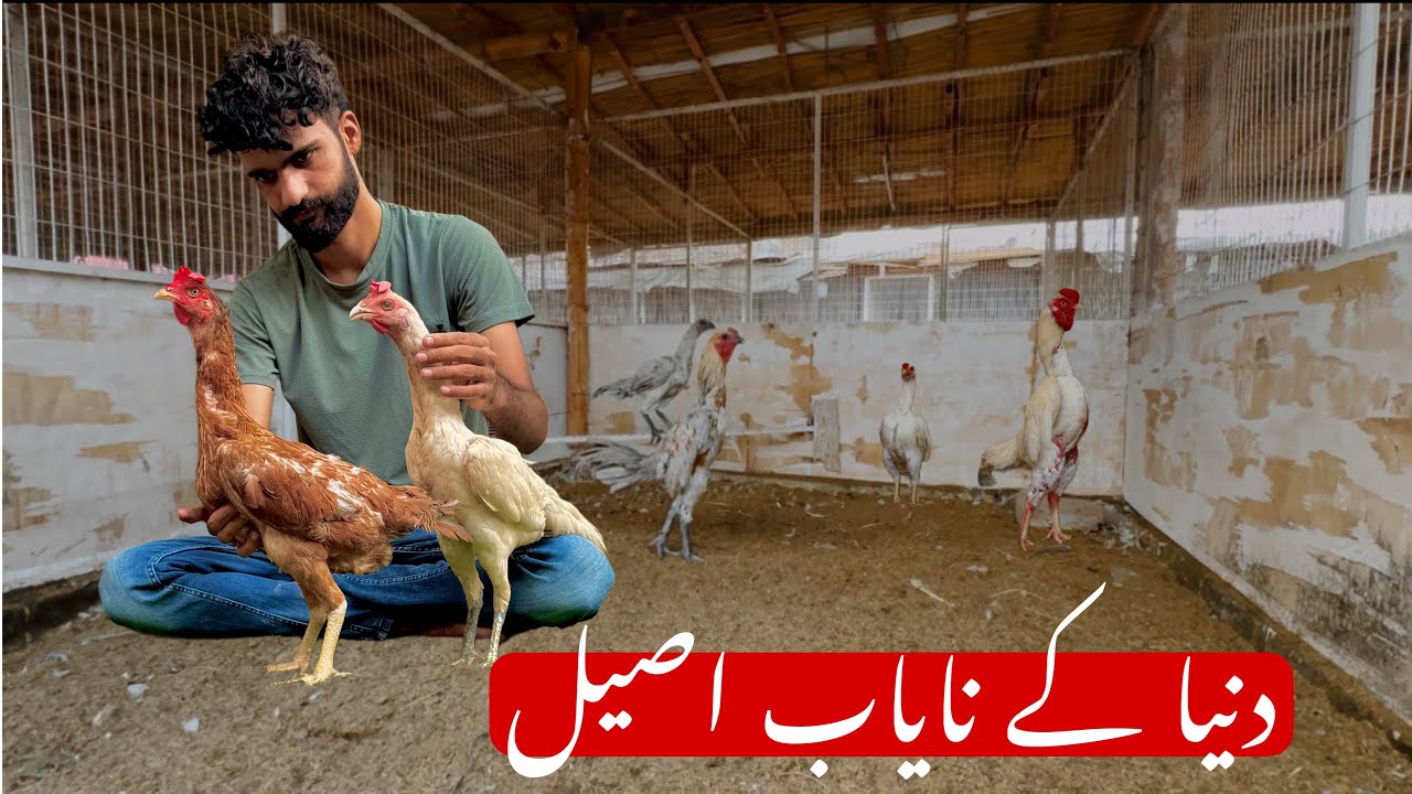 Pakistan biggest Aseel Farm || Birds Shelter Farm - YouTube