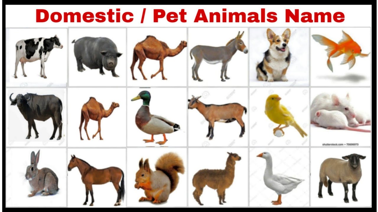 Pit animals name in english. Animals name. - YouTube