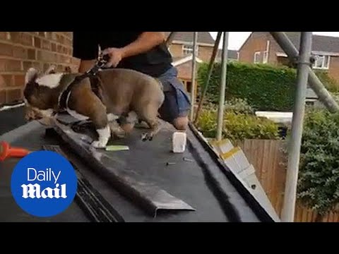 Curious British Bulldog climbs LADDER to help roofer on the job - YouTube