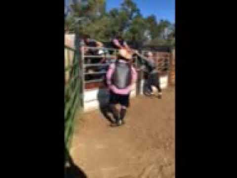 Practice pens bull riding - YouTube